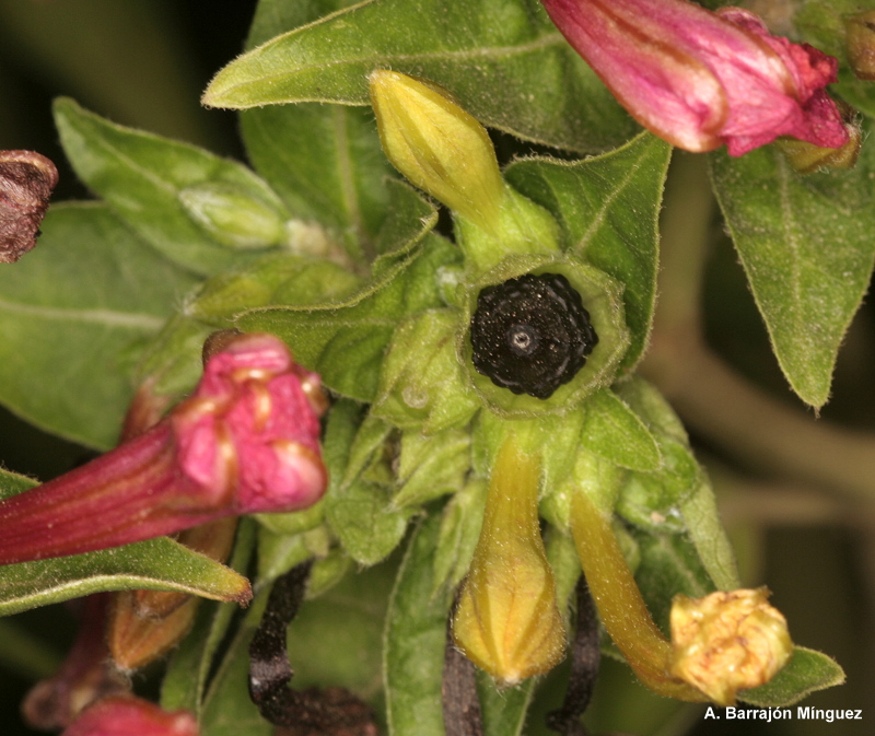 Naturaleza Viva: Mirabilis jalapa L. Fam: Nyctaginaceae