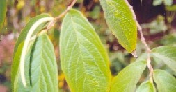 PLAAN : Matico - Piper angustifolium