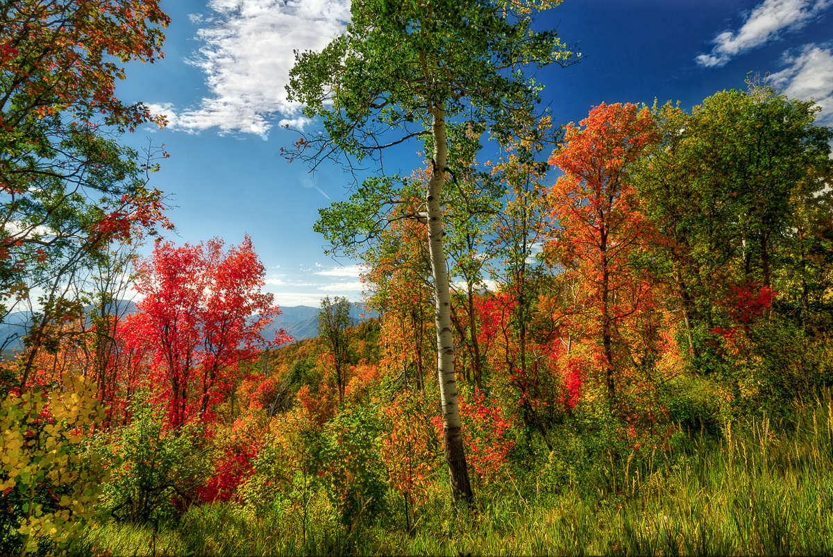 What Karen Sees: Cascade Springs