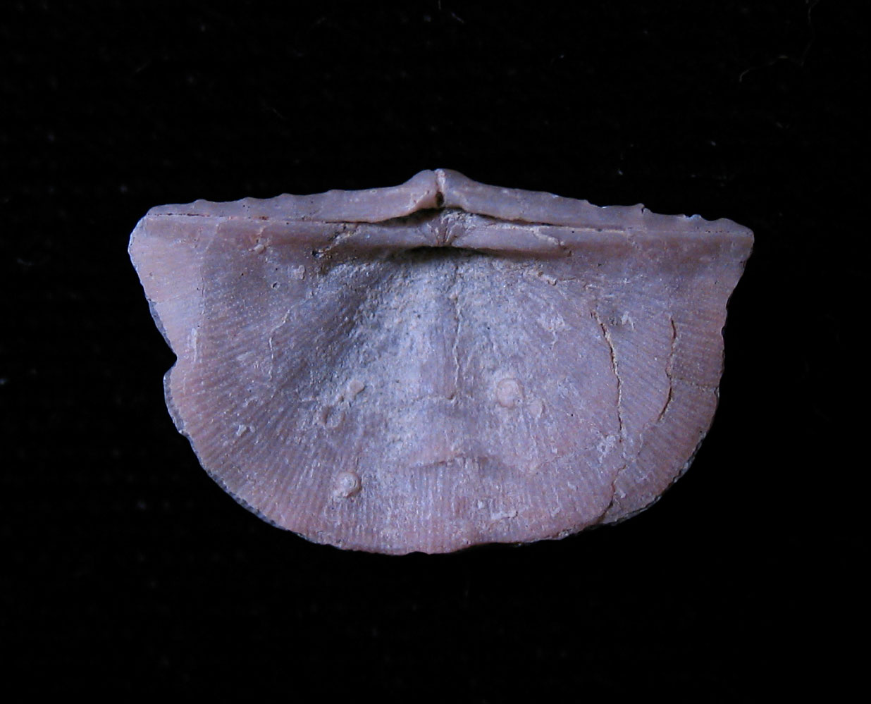 Louisville Fossils and Beyond: 01/01/2012 - 02/01/2012