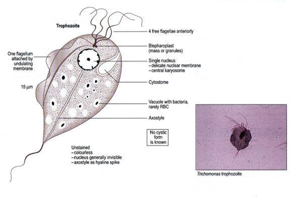 Kids Blossom from the STEM: Trichomonas vaginalis and its virus