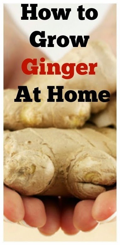 How to Grow Store Bought Ginger Root #Herbs - Organic Gardening