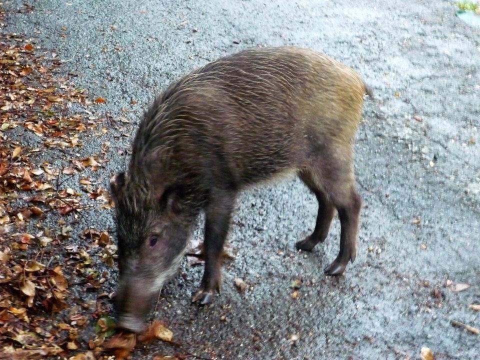 Journal Entries from Japan: Midterms, Parties, アルバイト!