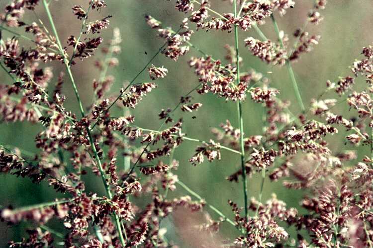 The Grass is Greener on the Udder Side: Lovely local Lovegrasses