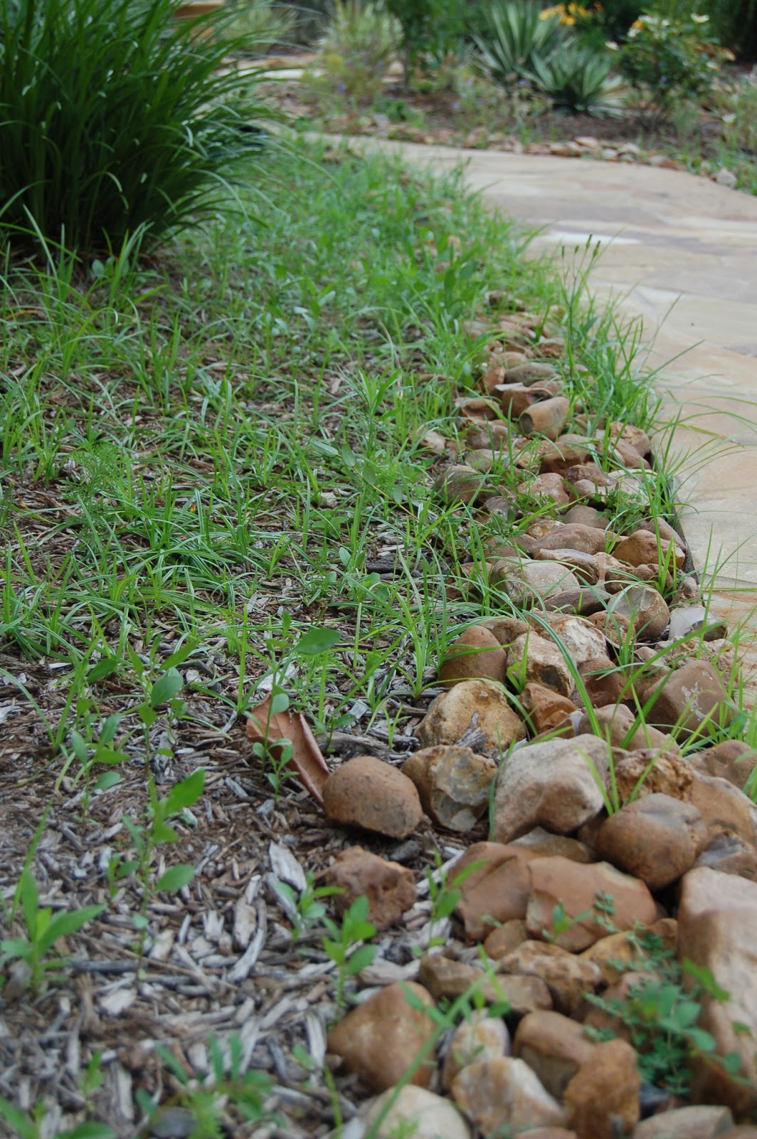 By The Way Nut Grass