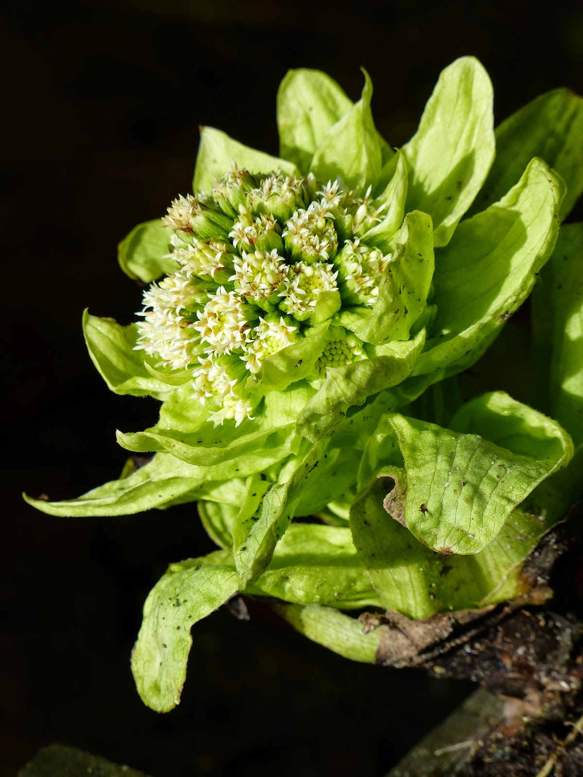 Petasites japonicus | Wild flowers of Europe by Anita Beijer