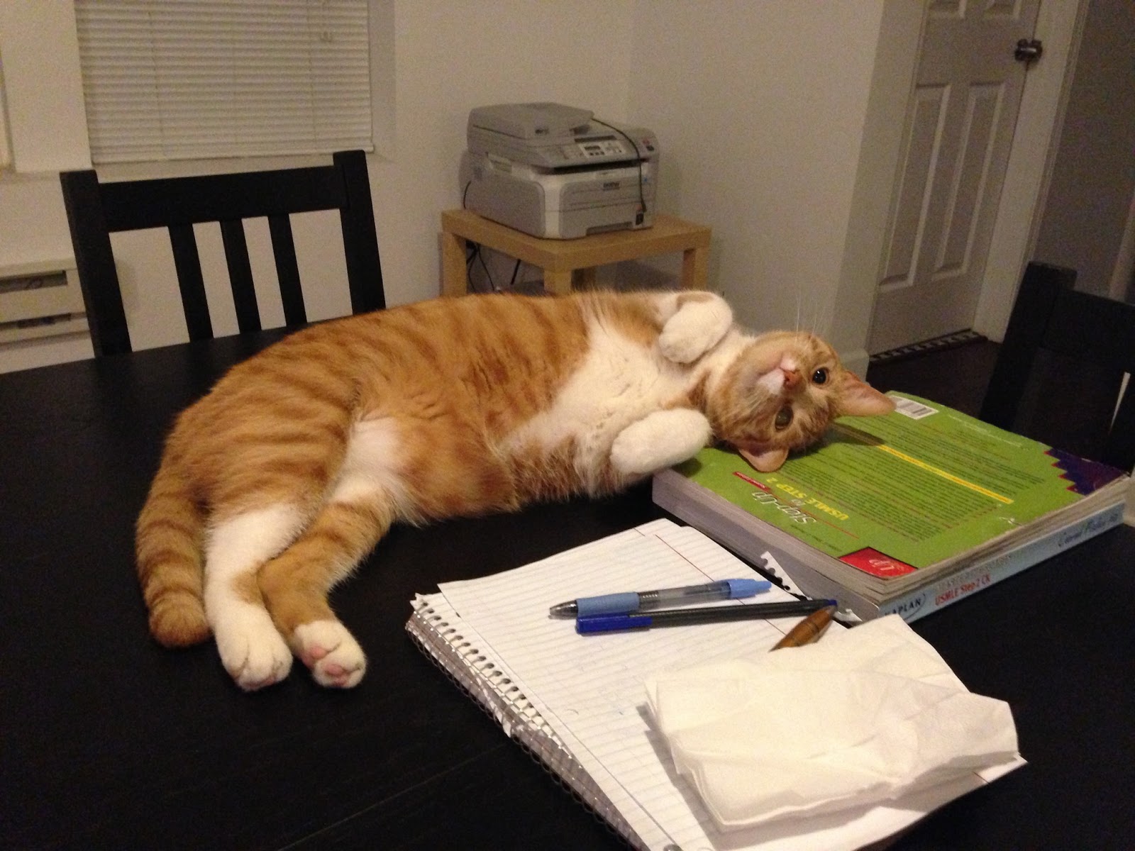 Hyde Park Cats | TNR: Cello