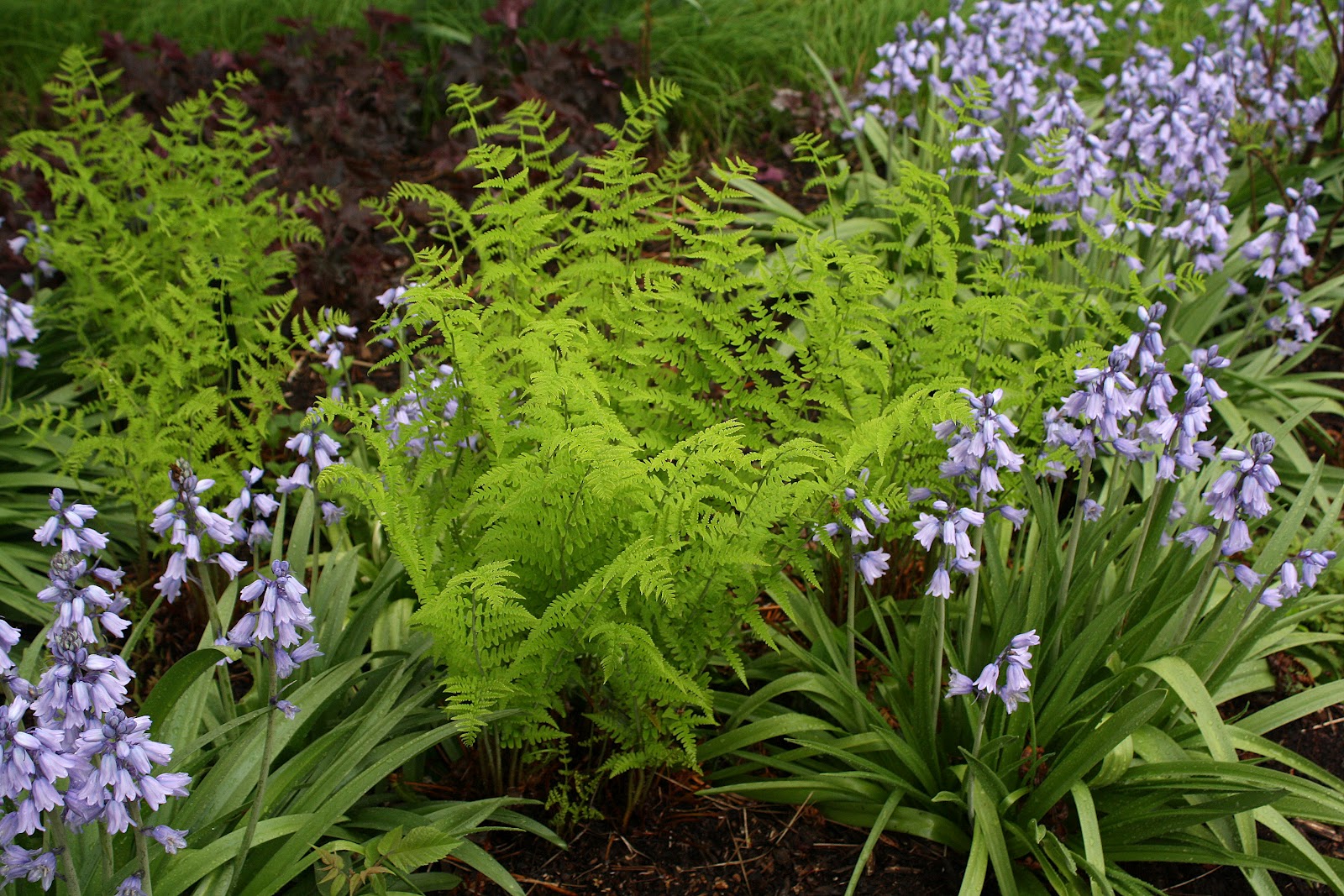 MIDWEST GROUNDCOVERS Display Gardens & Plant Trials