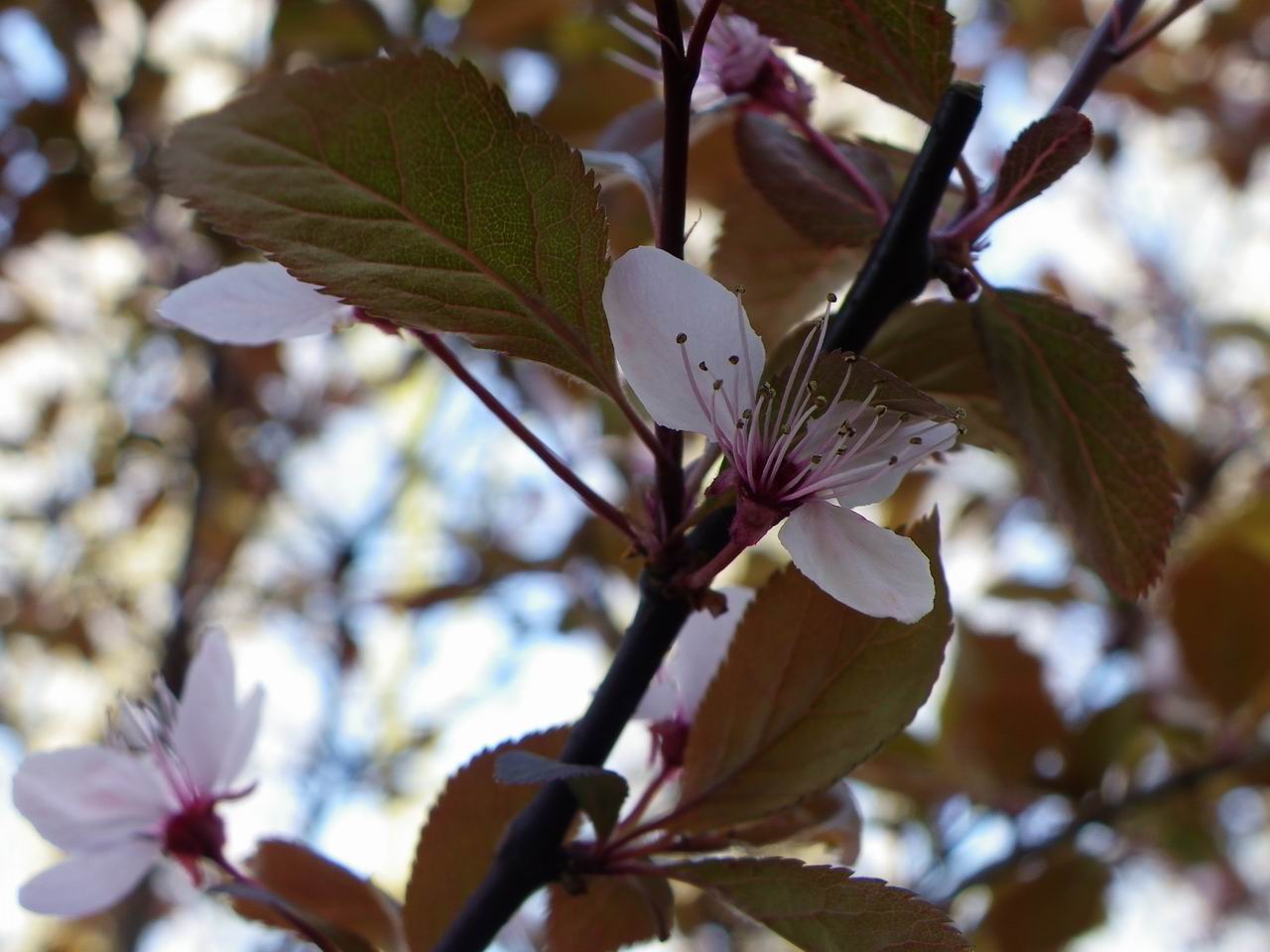 Fleurs de prunier rouge