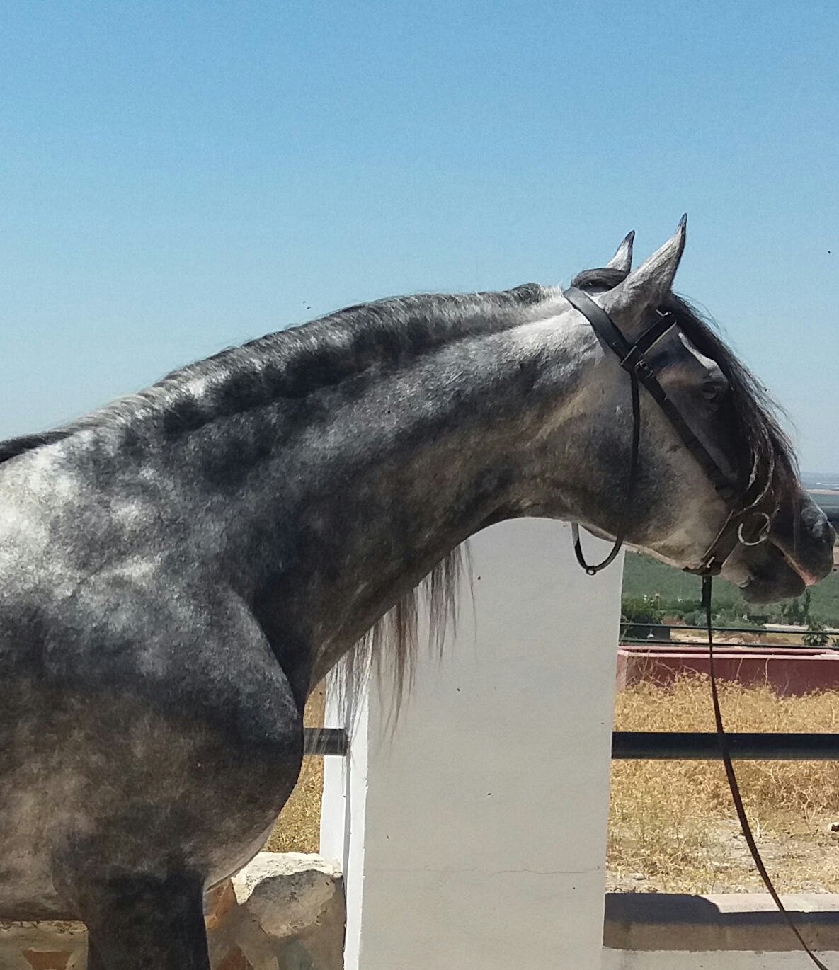 Hacienda Alta Escuela