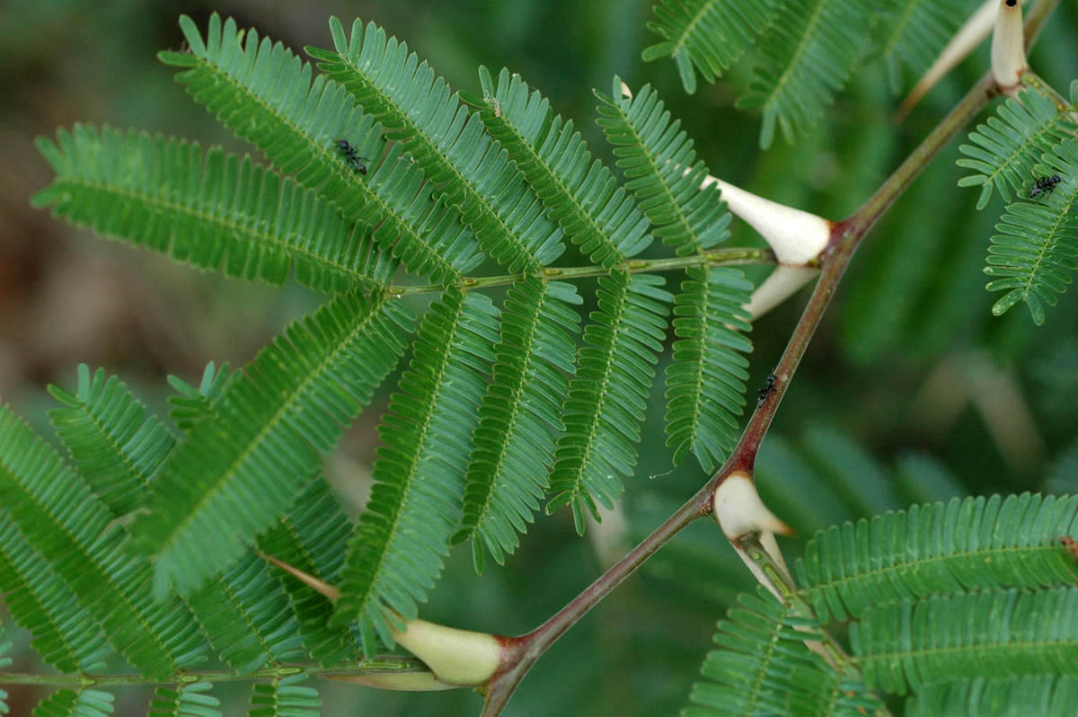 Maleza de Hoja ANCHA ~ Agronutrientes
