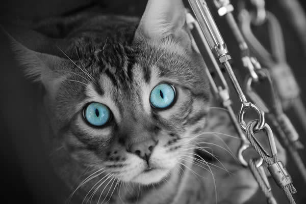 best photos 2 share: Outstanding Examples of Selective Color Photography