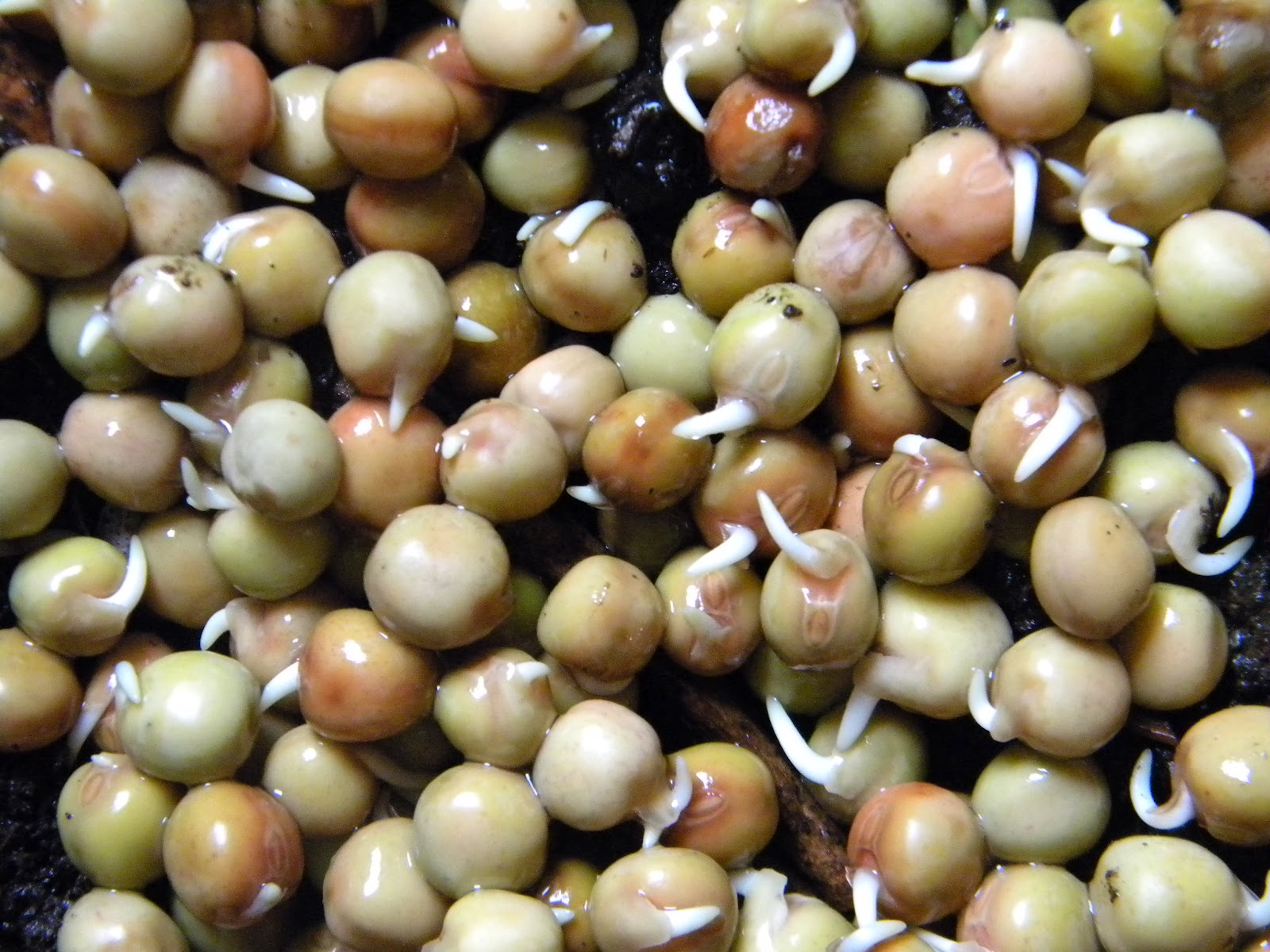 Harvest Kitchen Sisters: On the Farm: A How-To Grow Pea ShootsTutorial