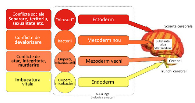Guturaiul si raceala din perspectiva Noii Medicini Germanice - Jurnal ...