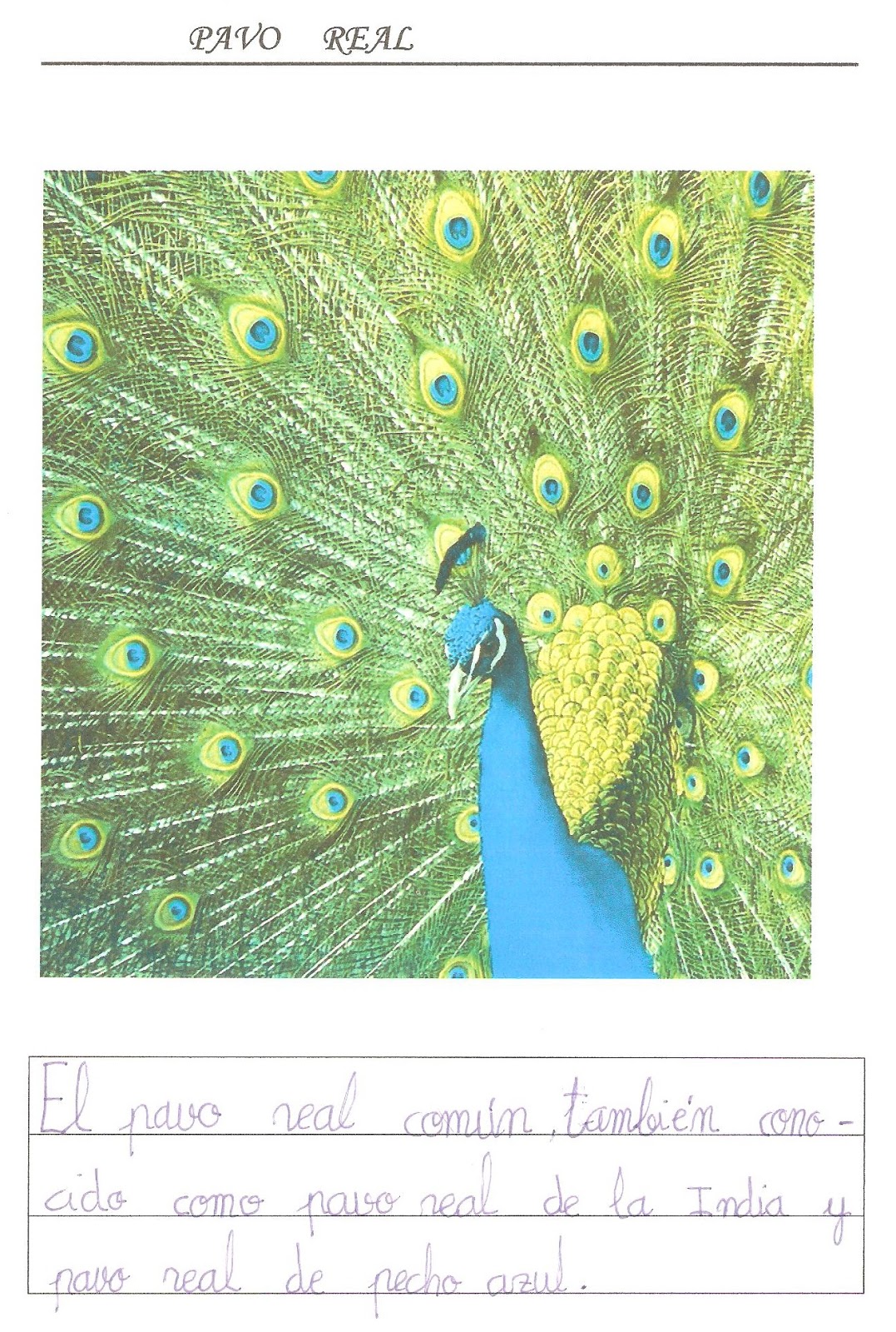 LA CLASE DE JAVI: ¡Los trabajos voluntarios son bienvenidos!