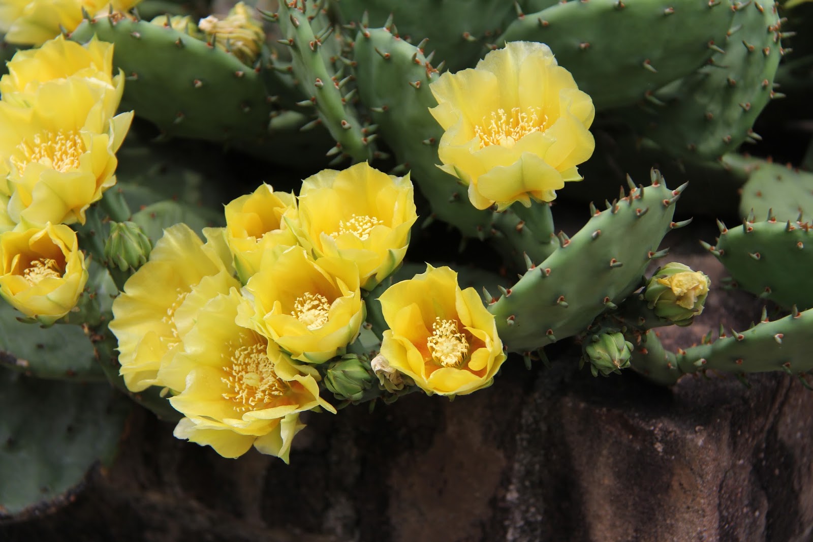 Tropical Gardening in New York City!: Eastern Prickly Pears - Our only ...