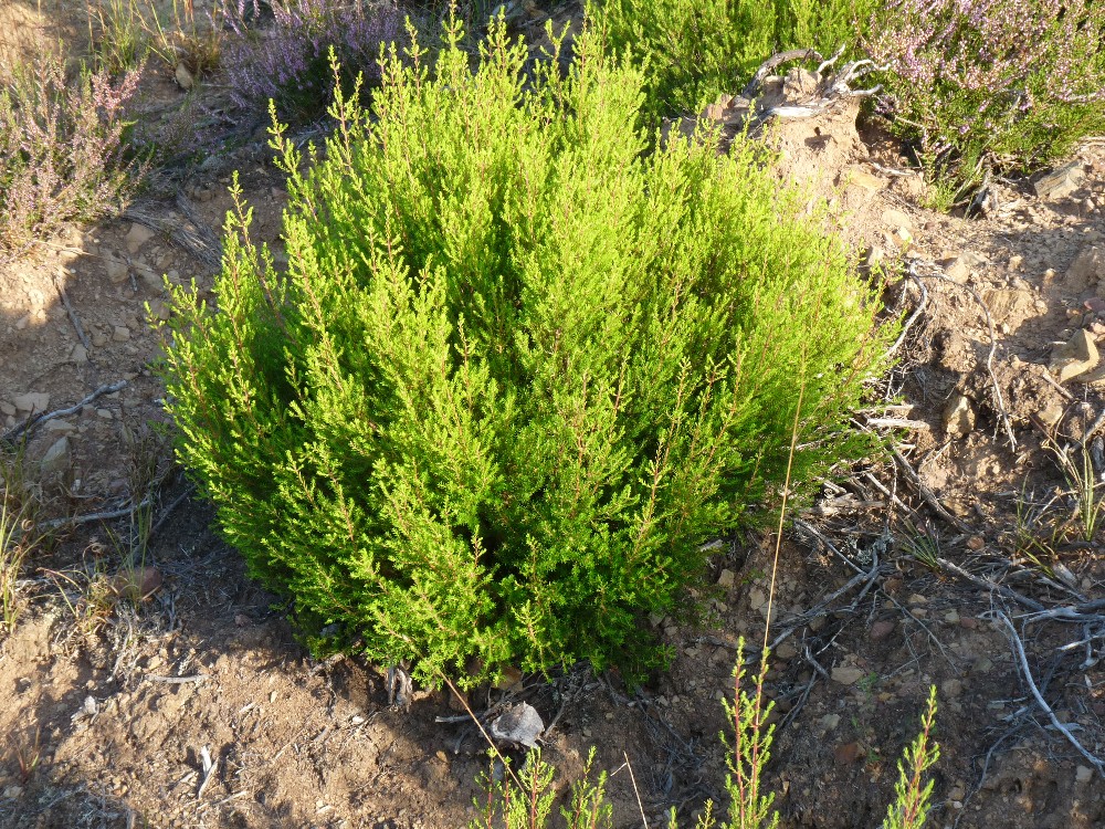 Naturaleza y Medio Ambiente: Brezo blanco (Erica arborea)
