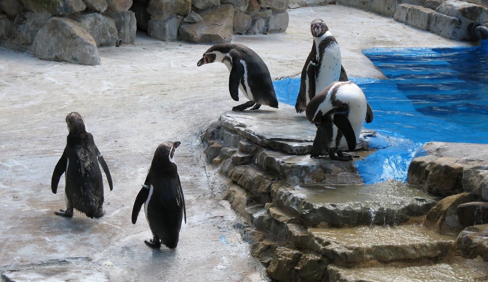 Ilmaisia kuvituskuvia: Pingviinit