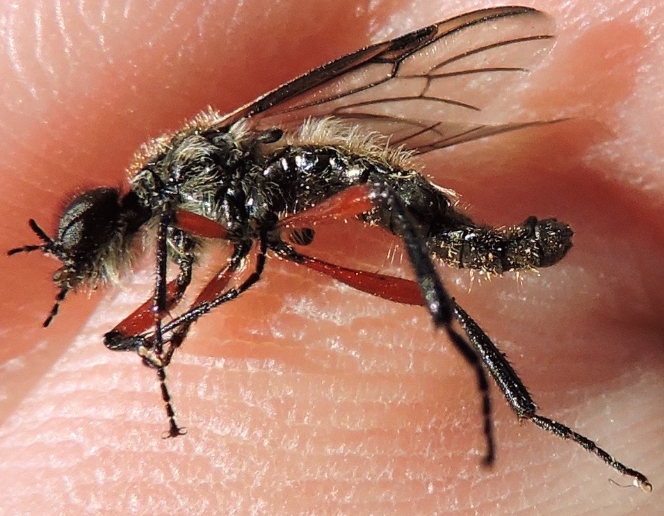 Springfield Plateau: March Flies