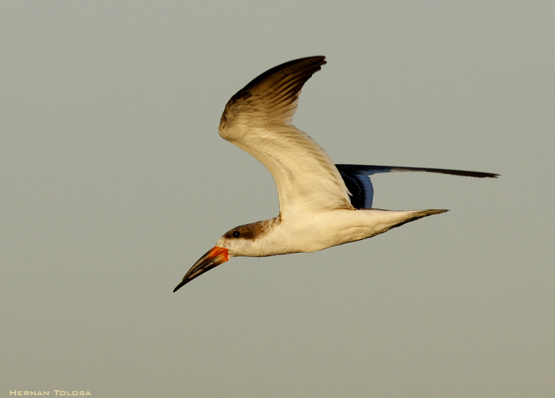 Aves Bonaerenses: Rayador (Rynchops niger)