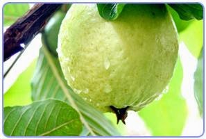CHODAVARAMNET: HEALTHY SECRETS OF JAMA PANDU - GUAVA FRUIT