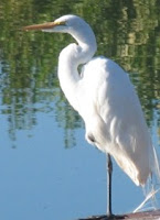 Universo Animal: ¿Por qué la garza se sostiene sobre una sola pata?