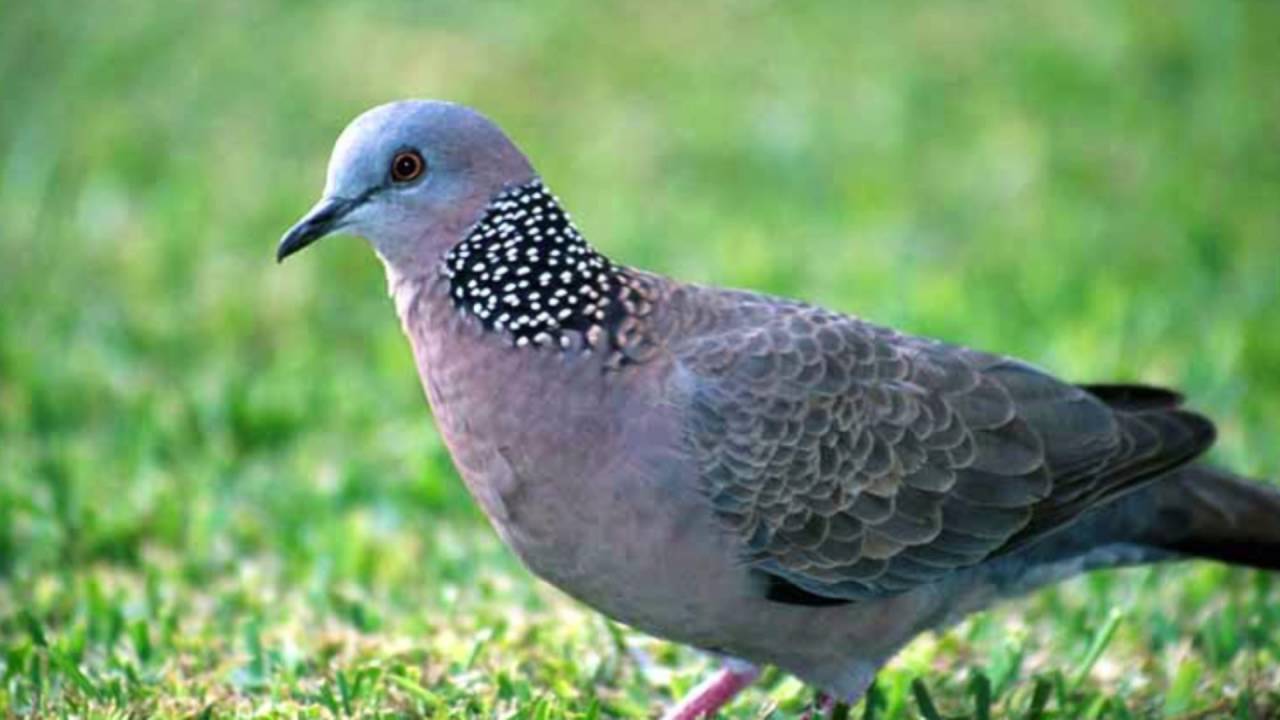 Cách phân biệt chim cu trống mái | Diễn đàn chứng khoán F319.com