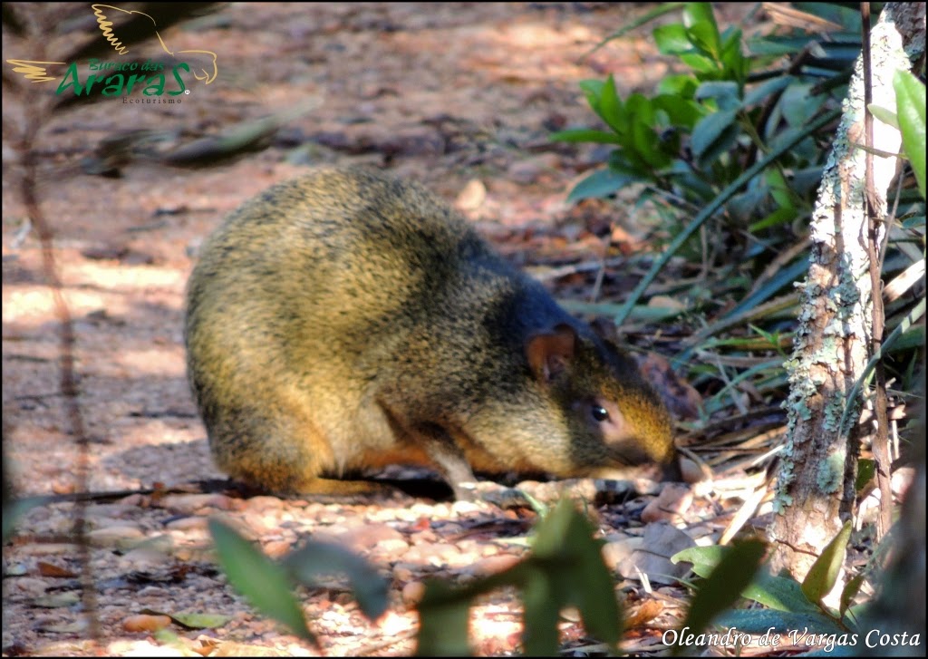 Curiosidades da RPPN: As cutias | BLOG - Buraco das Araras Ecoturismo