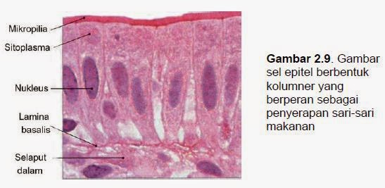 Saluran Pencernaan | Ilmu Kesehatan