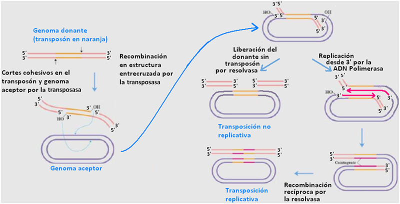 biología molecular: TRANSPOSONES