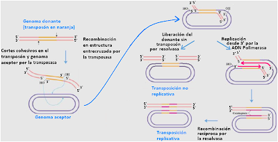 biología molecular: TRANSPOSONES
