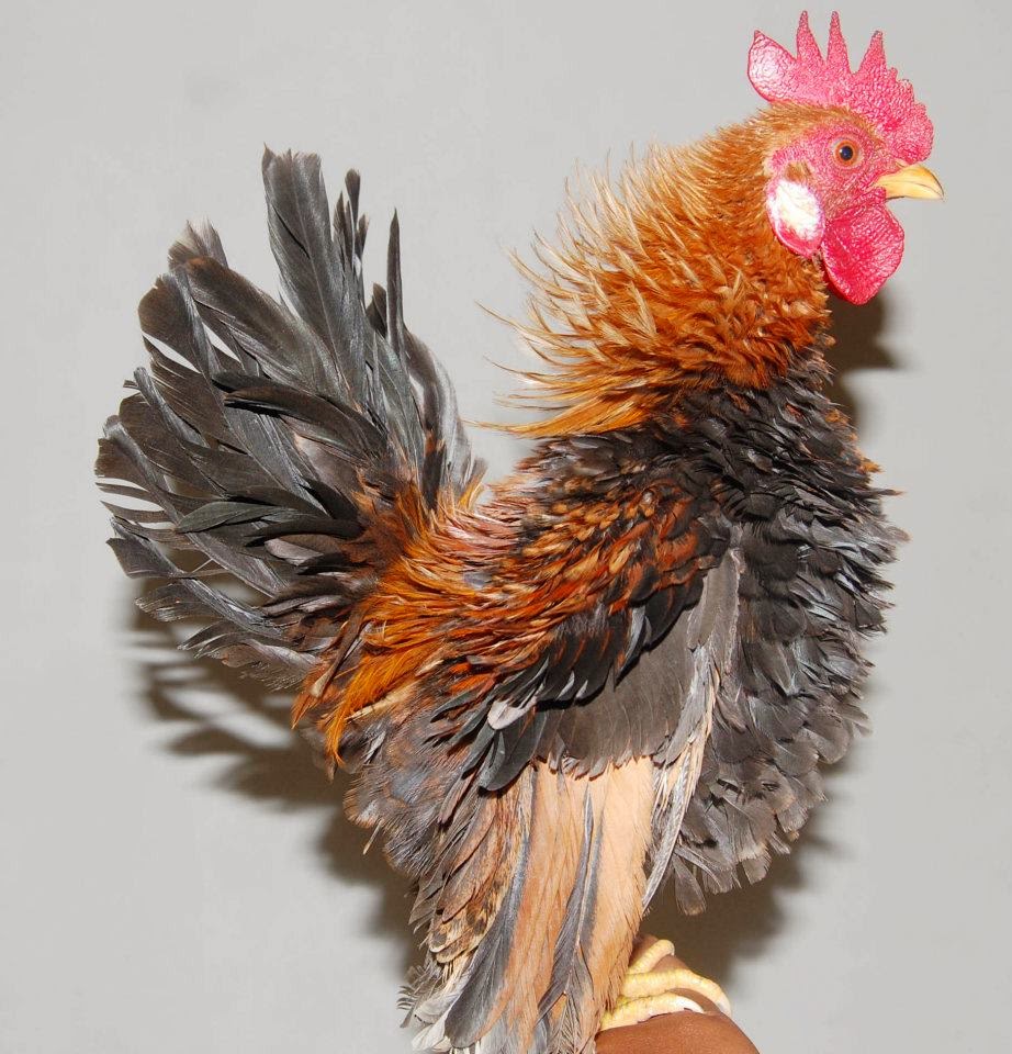 Ayam Walik - Peternak Ayam Cemani dan Kedu