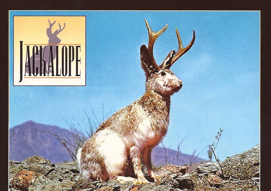 My Favorite Postcards: A Couple of Jackalope Postcards