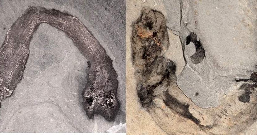 Prehistoric Worm Built Tube-like 'Houses' on Sea Floor | Geology In