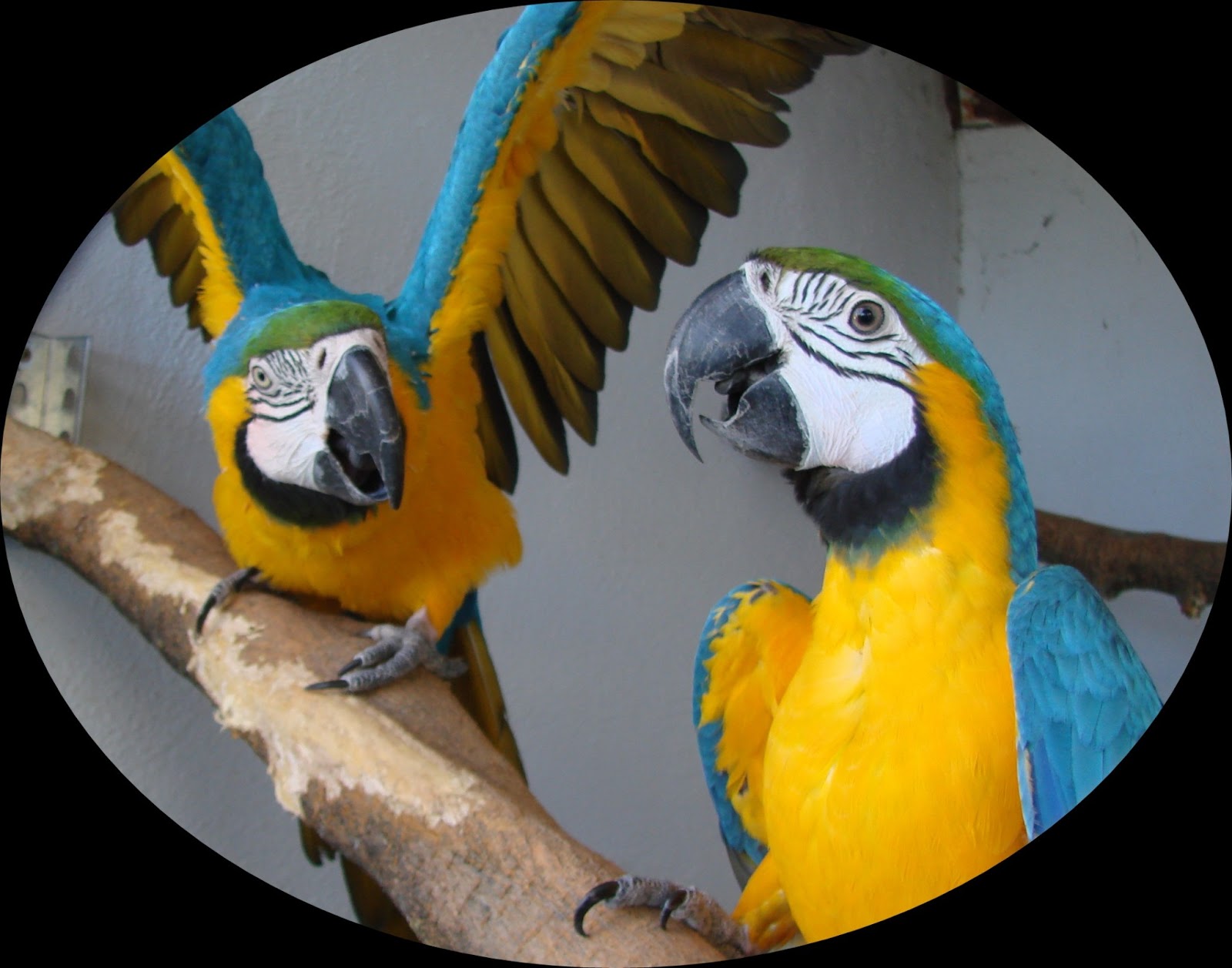 Blog del Aviario Copito*·*·*: Visita a Salvana Criadero de Psitacidas