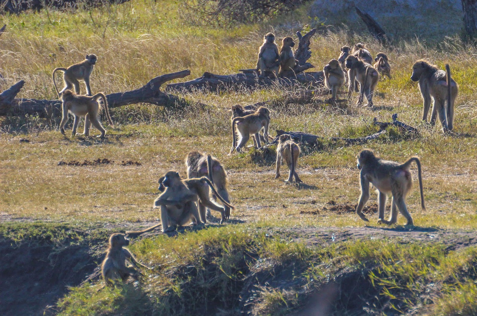 Cannundrums: Grey-Footed Chacma Baboon