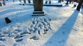 Creatures of the Night: Footprints in the snow