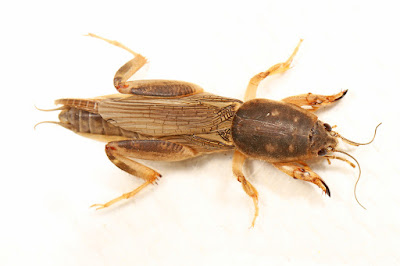 Real Monstrosities: Mole Cricket