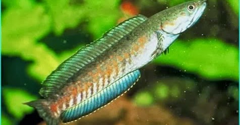 Perikanan Air Tawar: Pembenihan Ikan Gabus