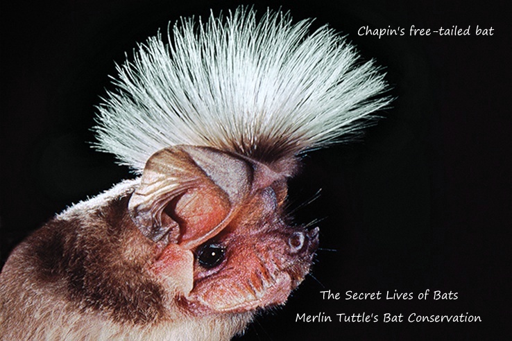 Bats and other Adorable Nopes | Page 4 | SpaceBattles