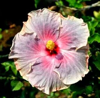 Hibiscus/Joba flower_012