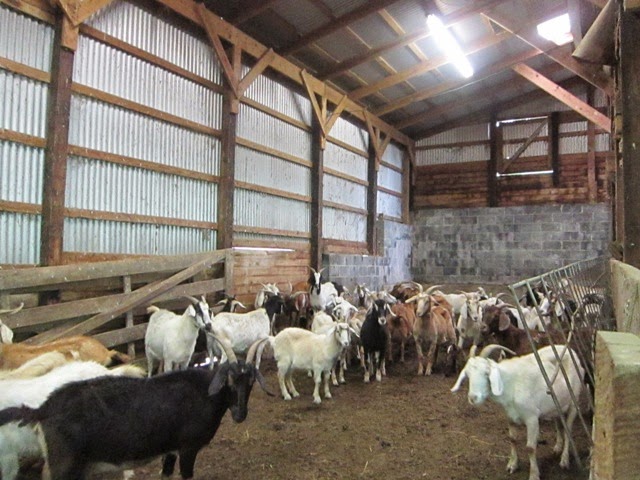 4R Ranch: Goat Banding Time