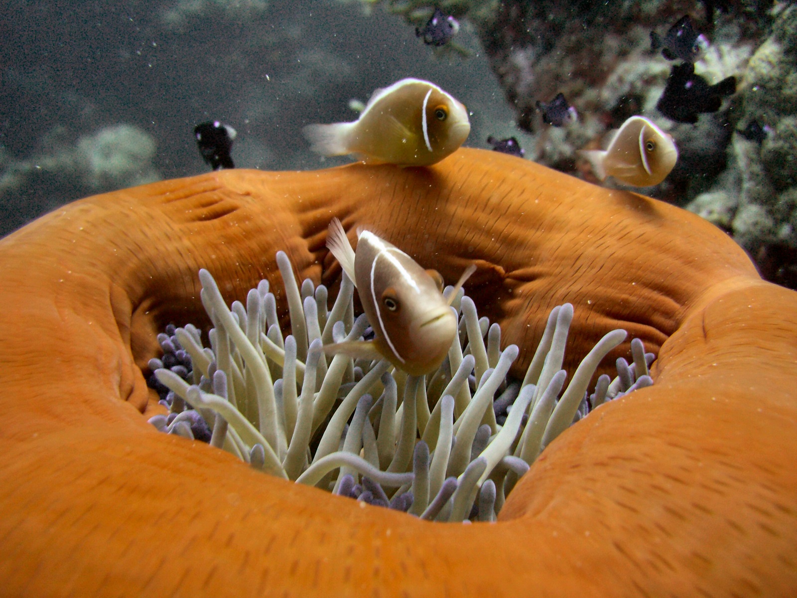 Real Monstrosities: Magnificent Sea Anemone