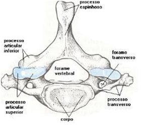 Laboratório de Anatomia: Coluna Vertebral