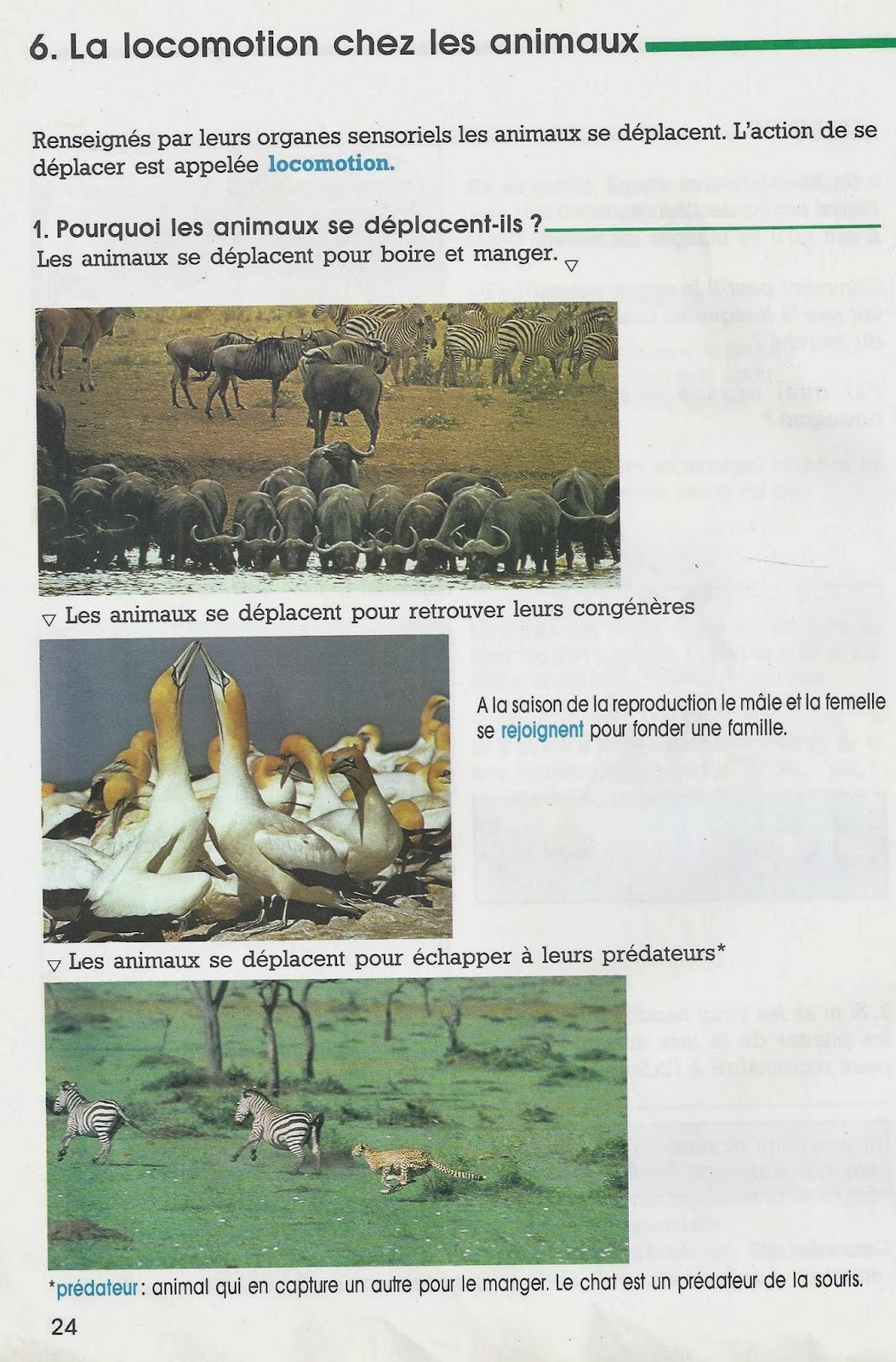 Leçons de choses: 6. La locomotion chez les animaux