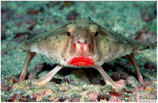 Ikan Pelik Mempunyai Bibir Merah Ini Hanya Merayap Di Dasar Lautan