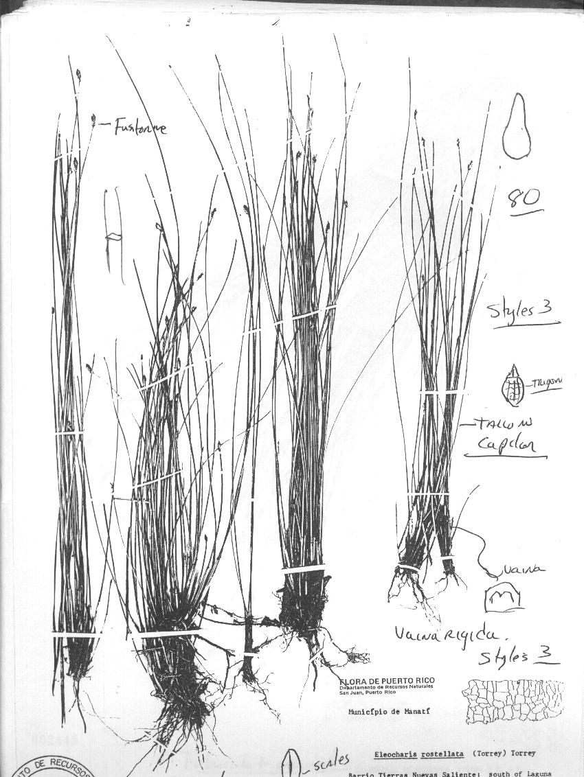 PLANT FAMILIES OF PUERTO RICO AND FLORIDA PAPO VIVES: CYPERACEAE ...