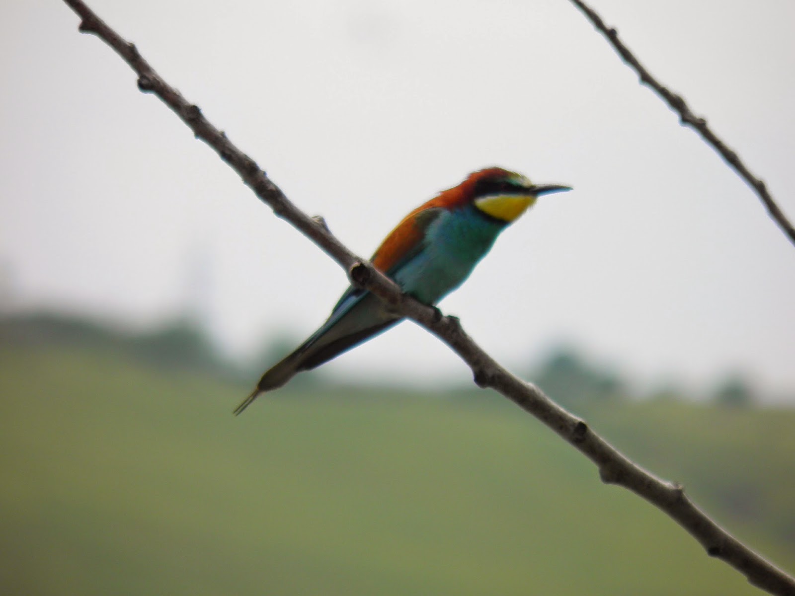 PASARI DIN ROMANIA: PRIGORIE, Merops apiaster