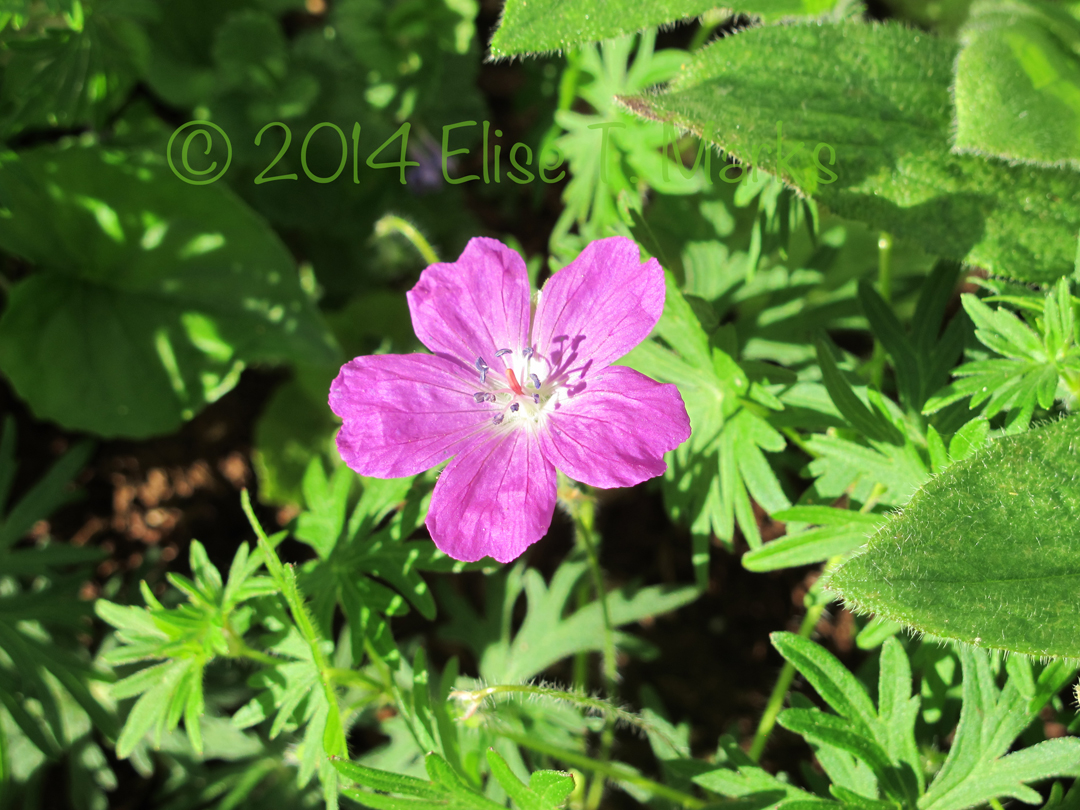 Elise Creations & Passions: The Many Faces Of Cranesbill Geraniums