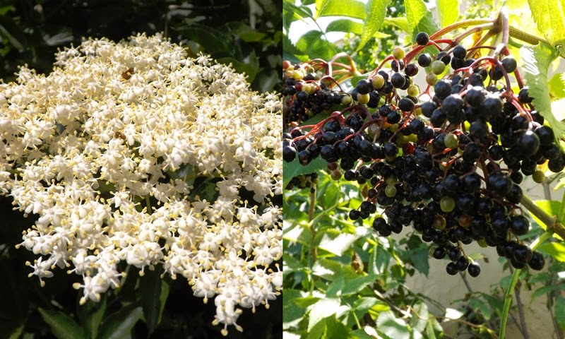 sementes de portugal: Bagas de Sabugueiro